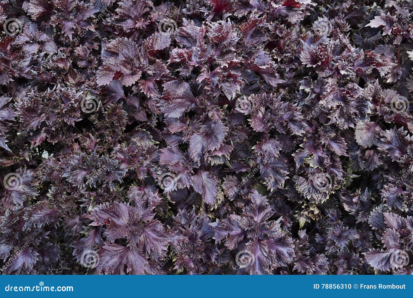 Japanese Perilla Leaf Mushroom Kushiyaki, Skewered And Grilled Meat ...