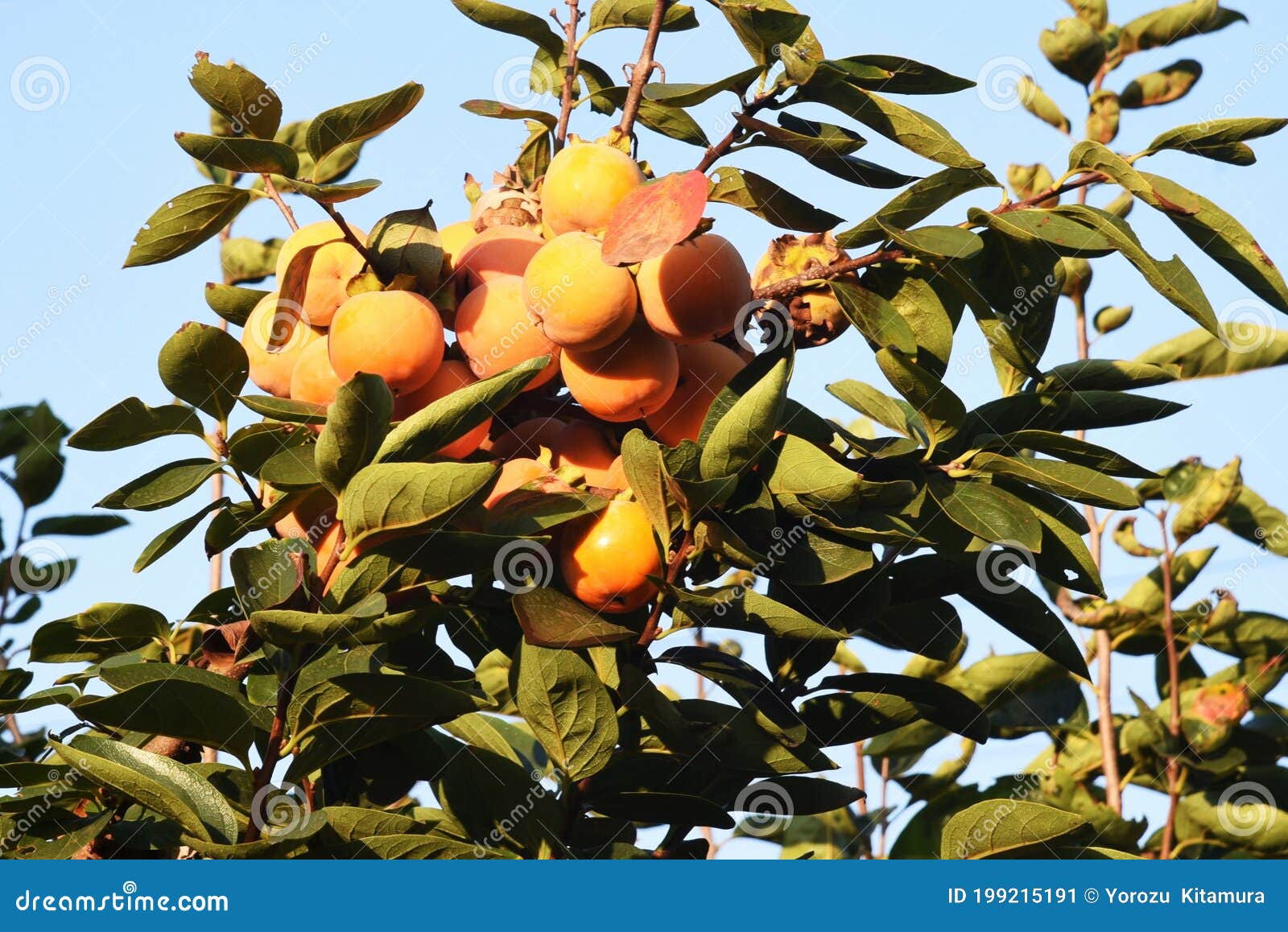 Japanese persimmon fruit stock image. Image of nature - 199215191
