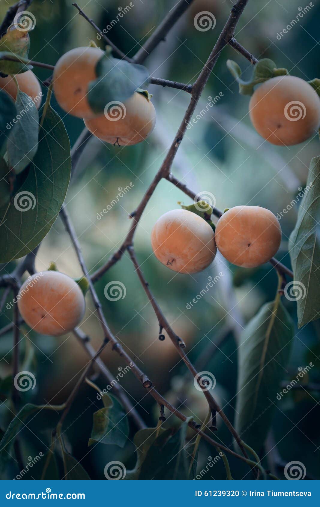 Japanese Persimmon Tree with Fruits. Stock Photo - Image of fruits ...
