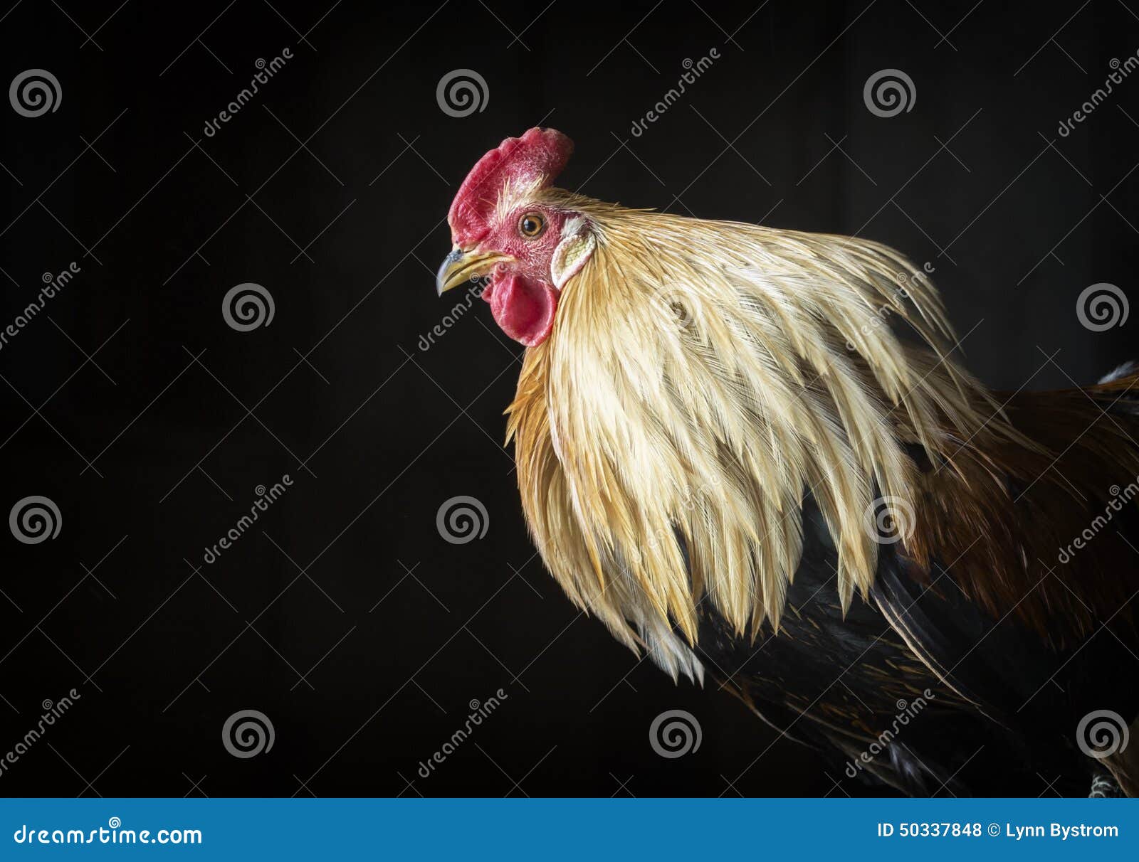 Phoenix Rooster Flapping Wings On The Farm Yard. Golden Phoenix Rooster ...