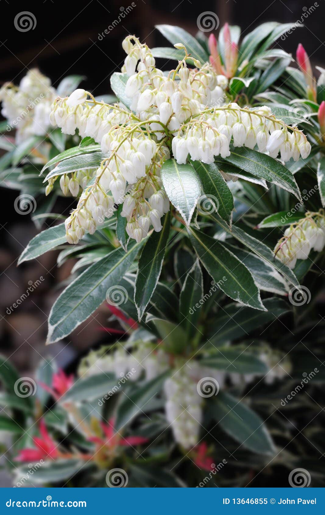 Pieris Japonica Purity