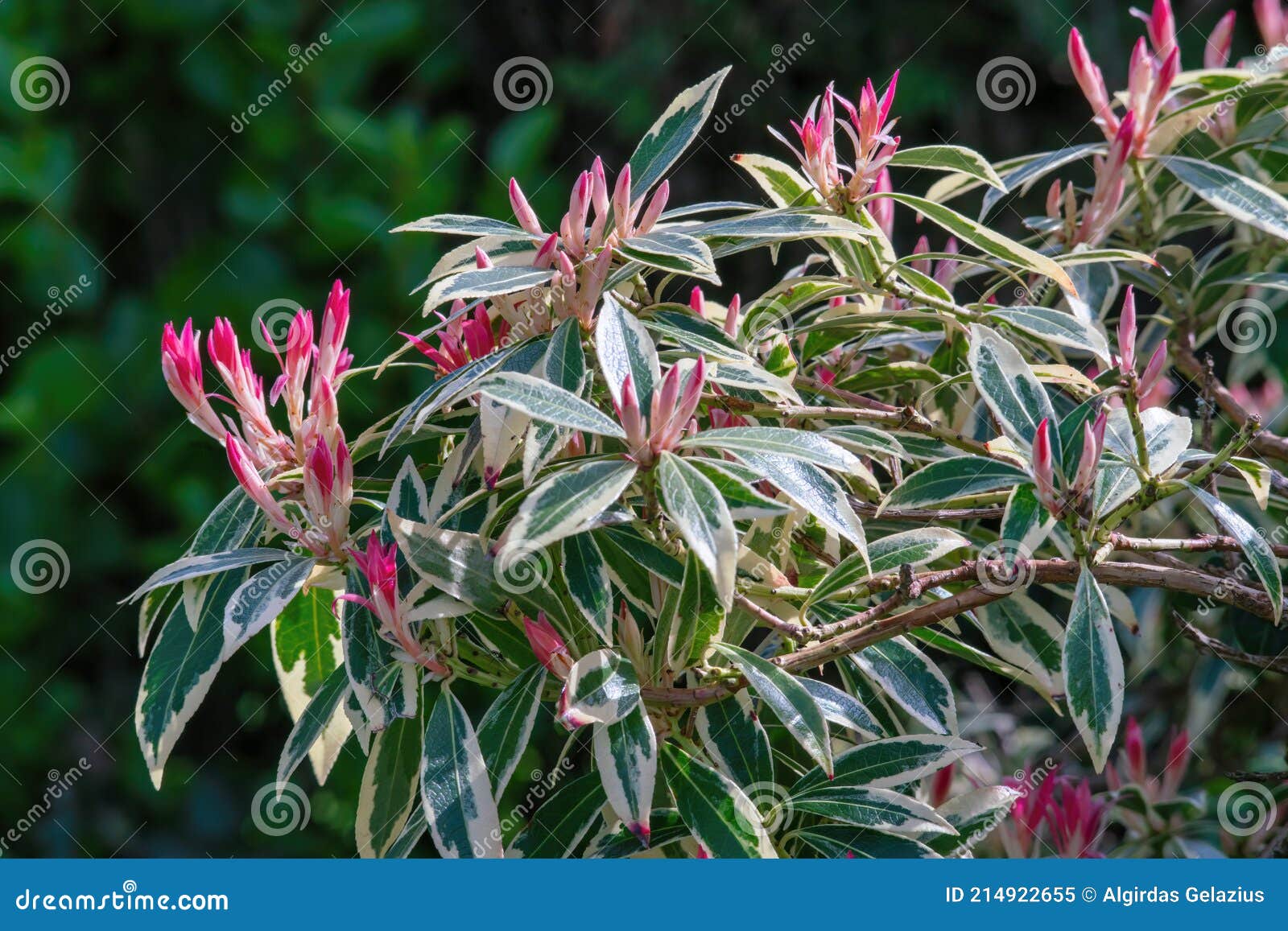 Japanese Pieris Plant Blooming in Spring Stock Image - Image of color ...