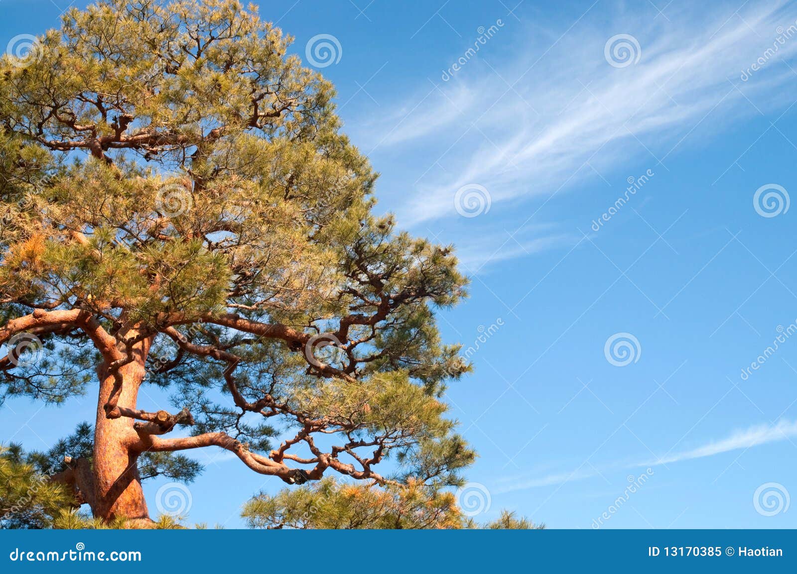 Japanese Pine stock image. Image of morning, botanical - 13170385