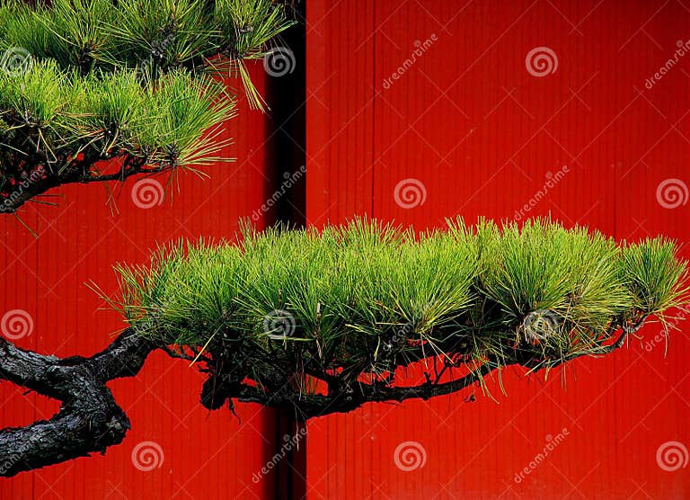 Japanese pine tree stock image. Image of trees, akiu, branches - 84853