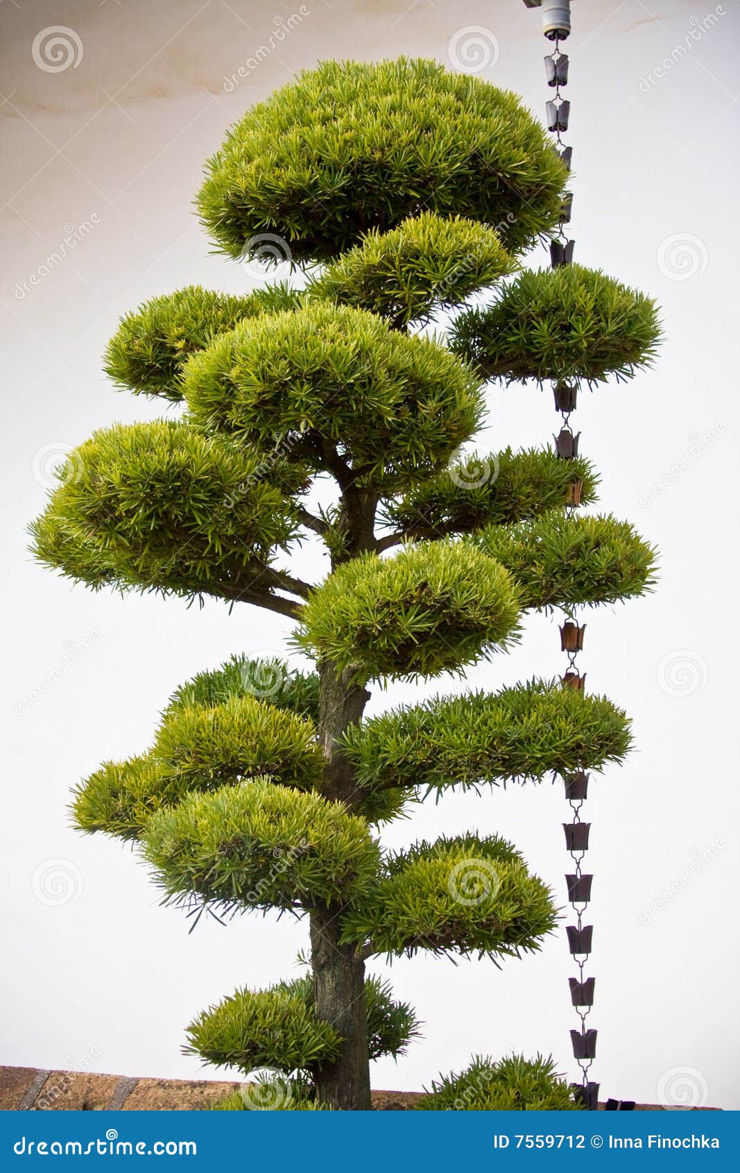 JAPANESE PINE TREE with BELLS Stock Photo - Image of japanese, branches ...