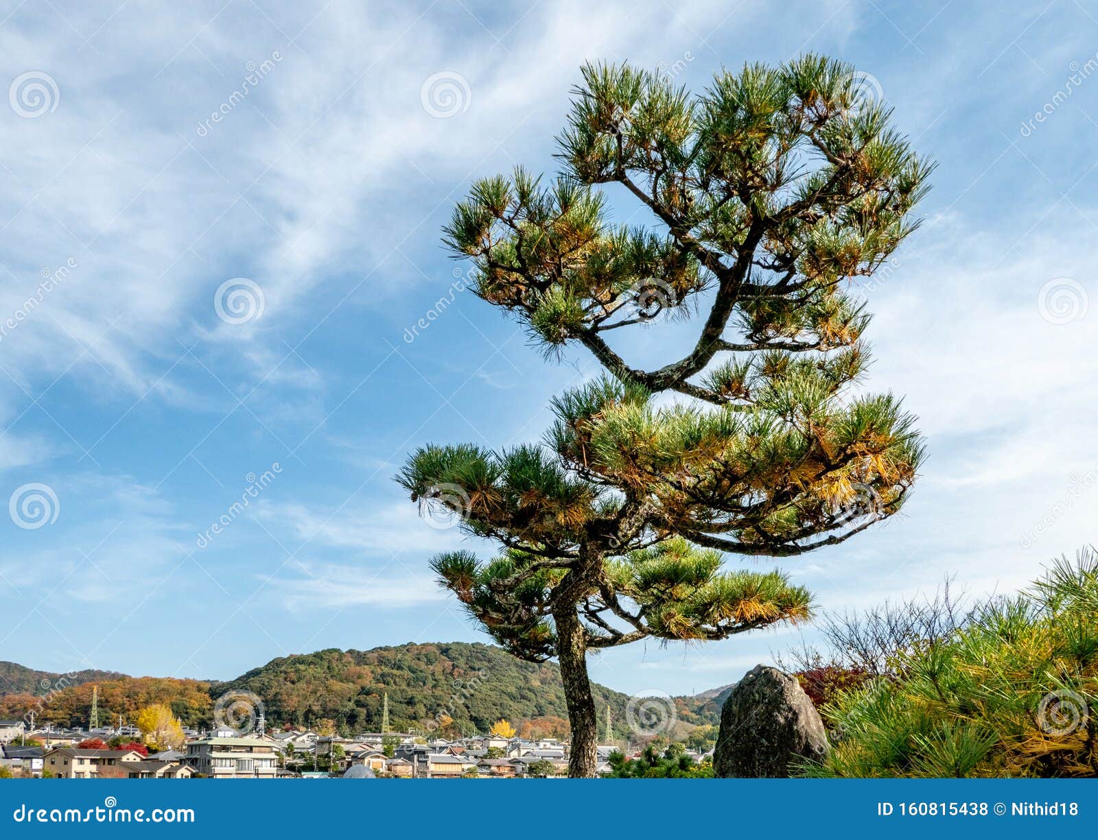 Japanese Pine Tree in the Park . Stock Photo - Image of forest ...