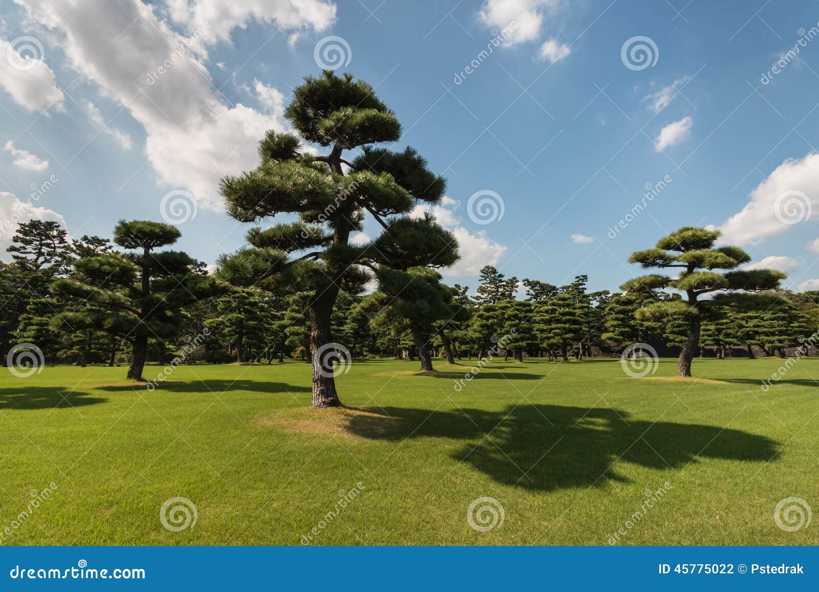 Japanese pines stock photo. Image of twisted, black, shadows - 45775022