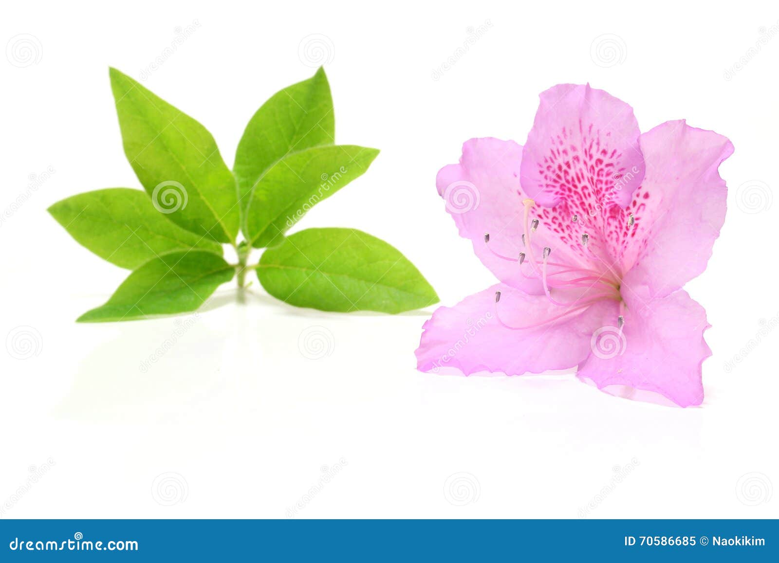 Japanese Pink Azalea and Leaf in White Stock Image - Image of closeup ...