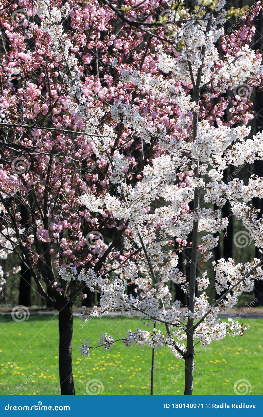 Japanese Pink Cherry Tree and White Orchard Tree in the Park. Blooming ...