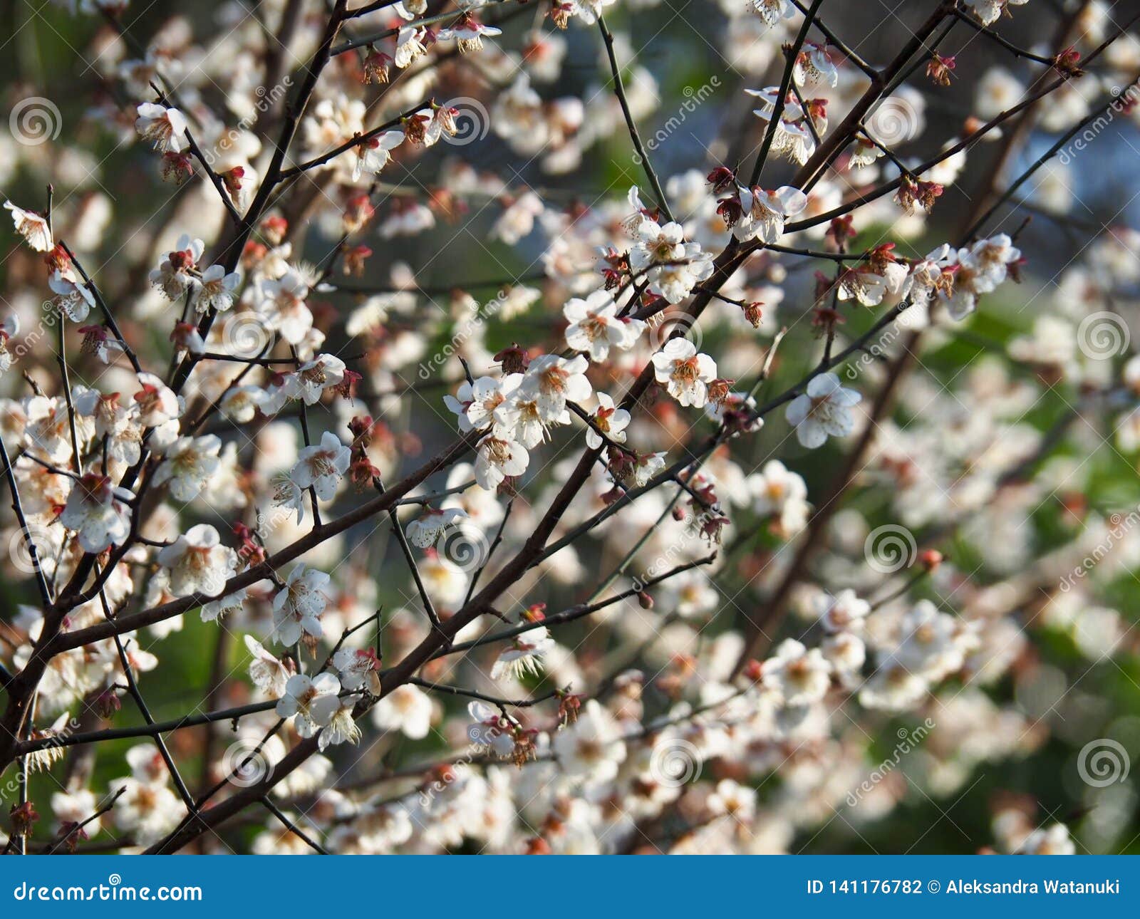 Japanese Plum Ume in Bloom stock photo. Image of sakura - 141176782