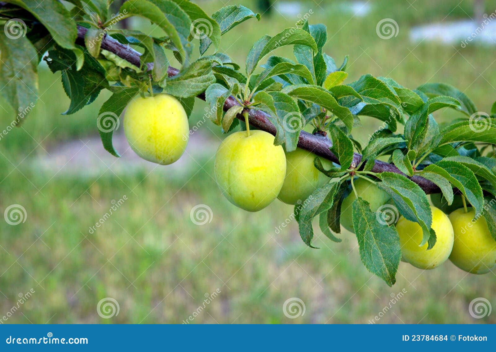 Japanese plums on branch stock photo. Image of farming - 23784684