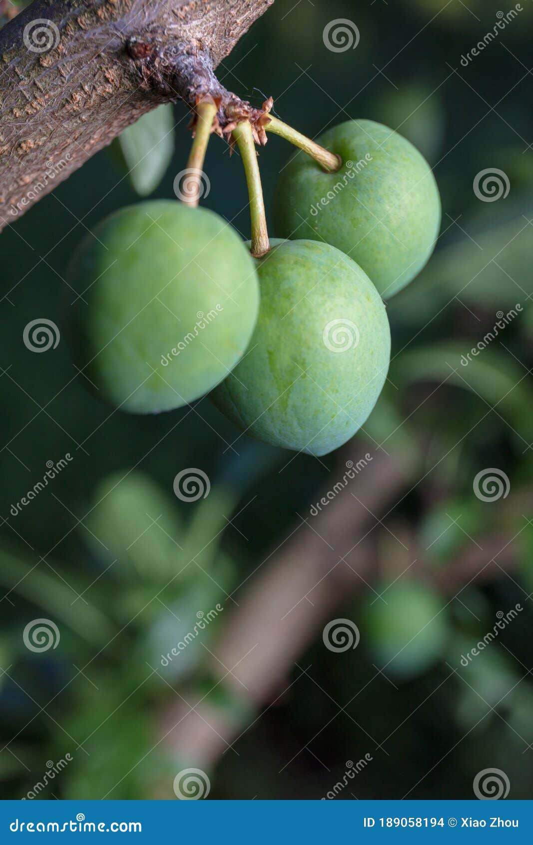 Japanese plums stock photo. Image of beer, cook, drink - 189058194