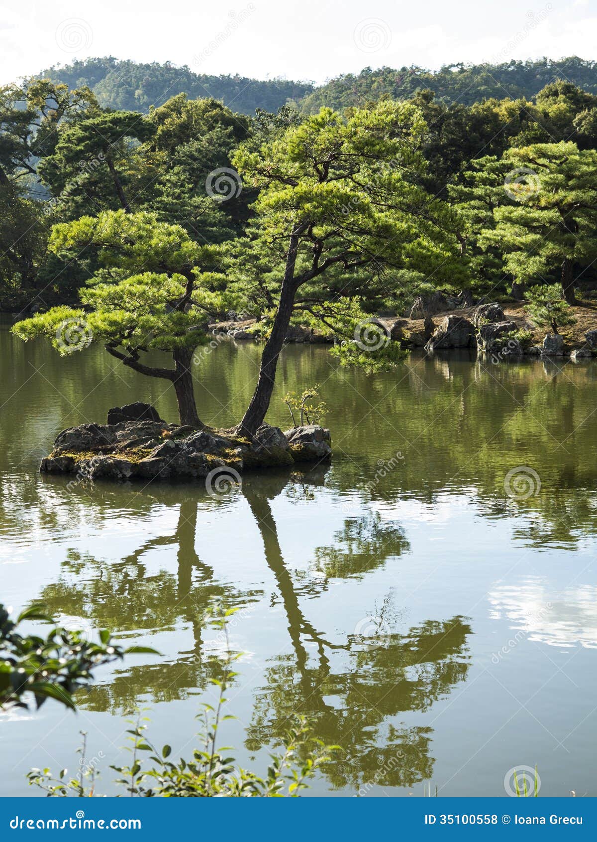 Japanese Pond with Pine Trees Stock Photo - Image of trees, peaceful ...