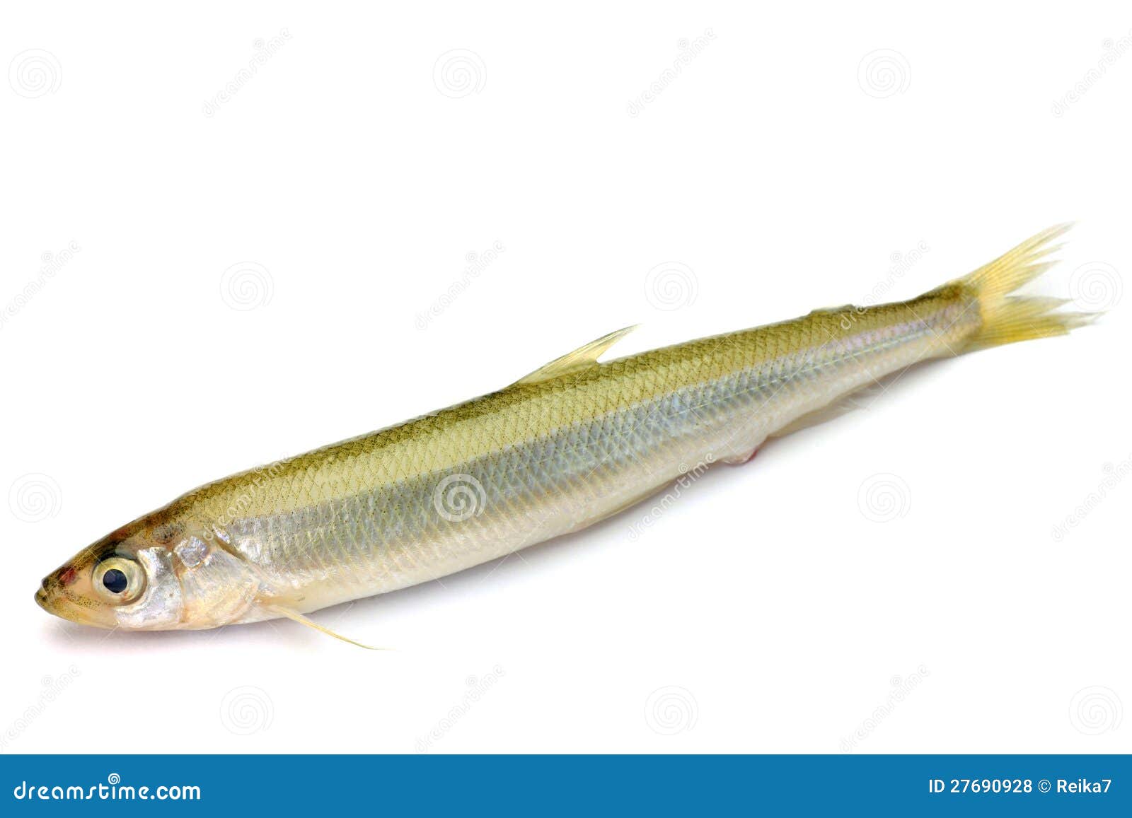 Japanese pond smelt stock photo. Image of pond, smelt - 27690928