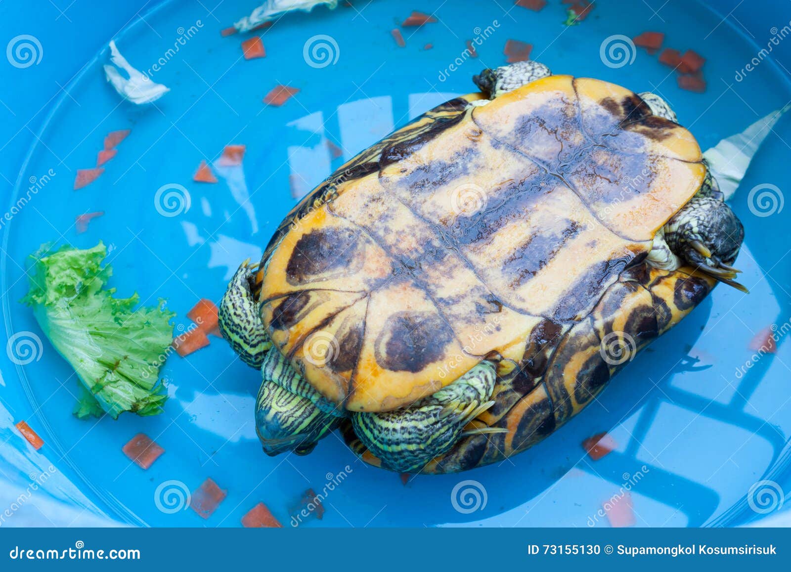 Japanese Pond Turtle Back Flip Stock Photo - Image of tortoise, thai ...