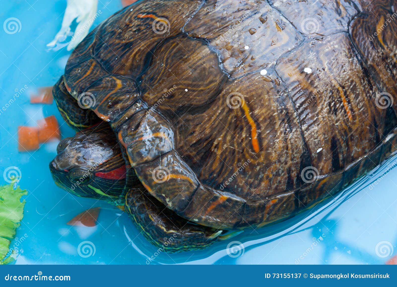 Japanese pond turtle stock image. Image of tortoise, jungle - 73155137