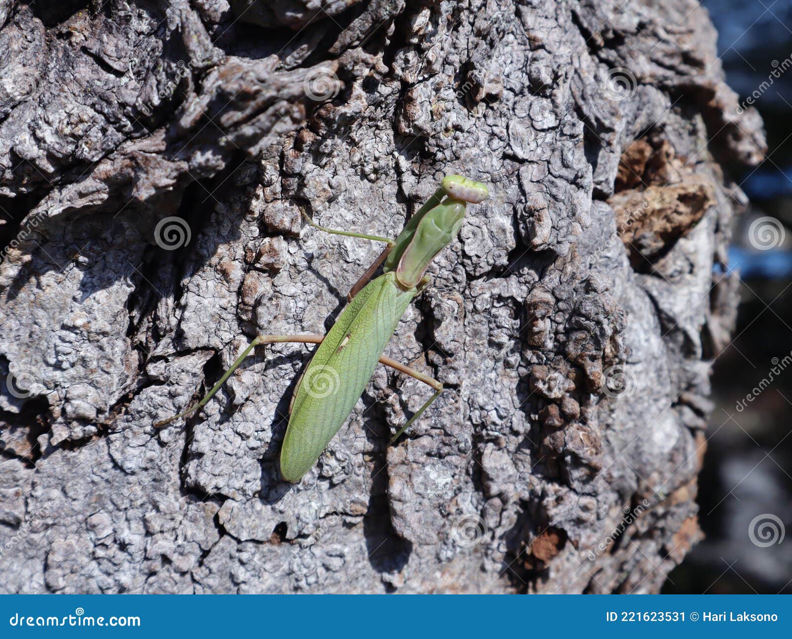 Japanese praying mantis stock image. Image of nature - 221623531