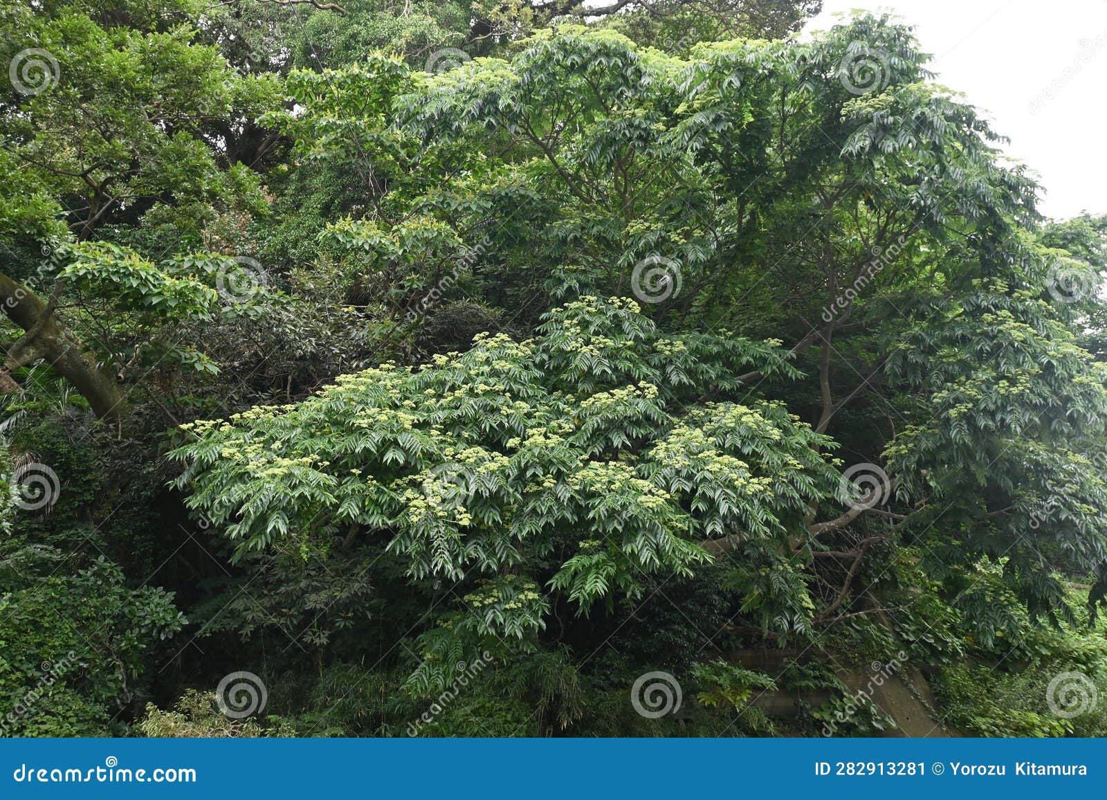 Japanese Prickly Ash ( Zanthoxylum Ailanthoides ) Tree. Rutaceae ...