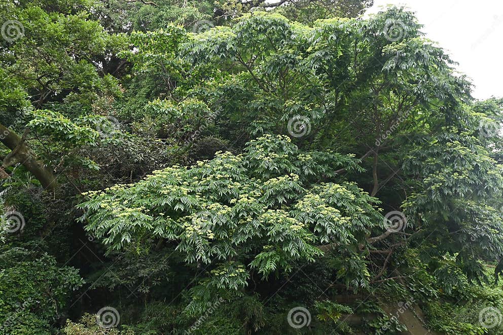 Japanese Prickly Ash ( Zanthoxylum Ailanthoides ) Tree. Rutaceae ...