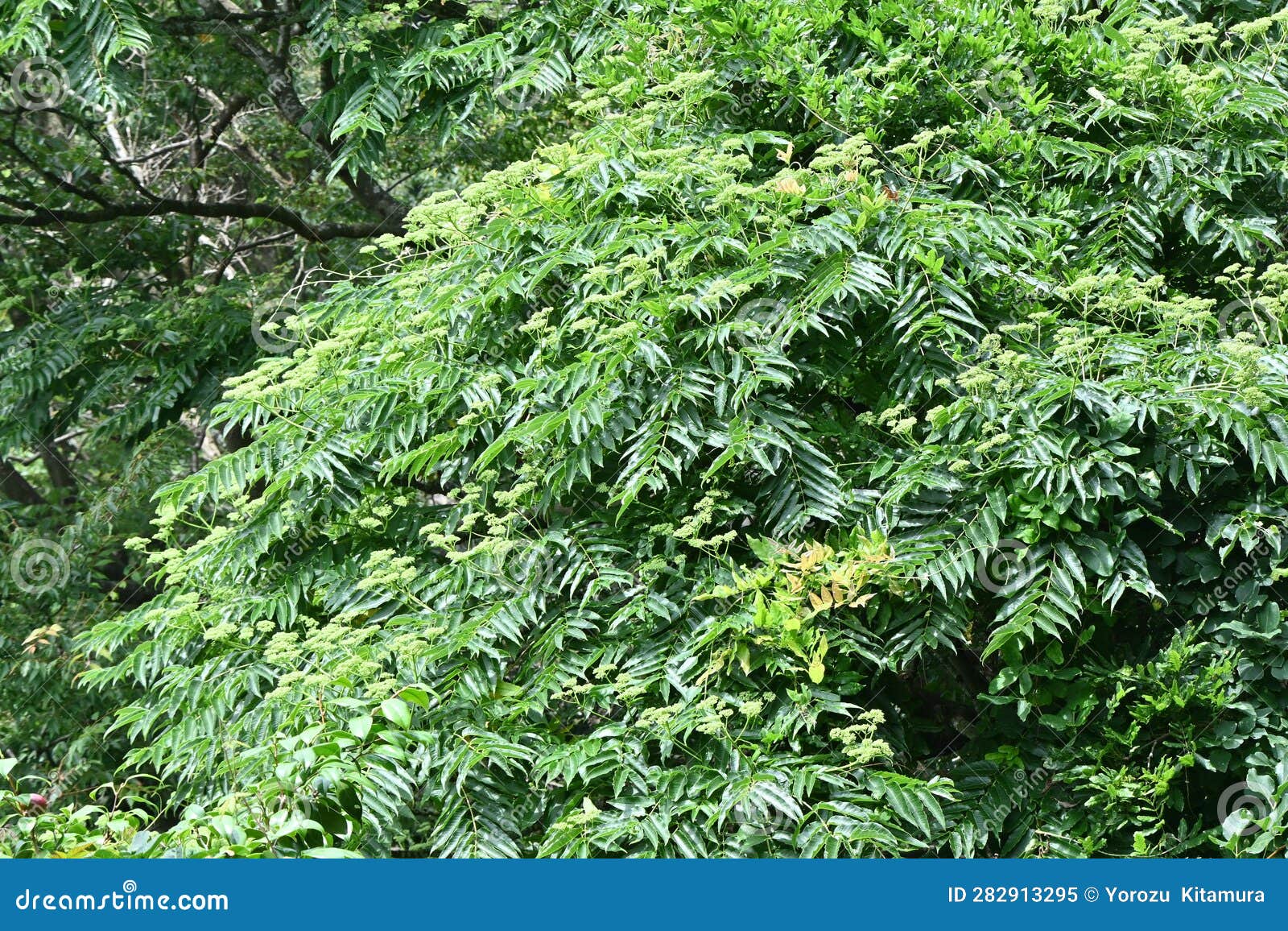 Japanese Prickly Ash ( Zanthoxylum Ailanthoides ) Tree. Rutaceae ...