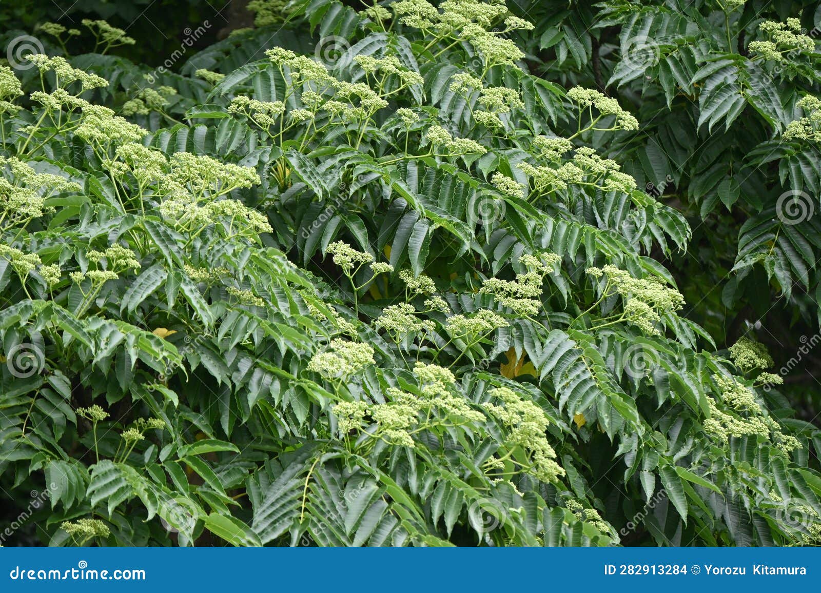 Japanese Prickly Ash ( Zanthoxylum Ailanthoides ) Tree. Rutaceae ...