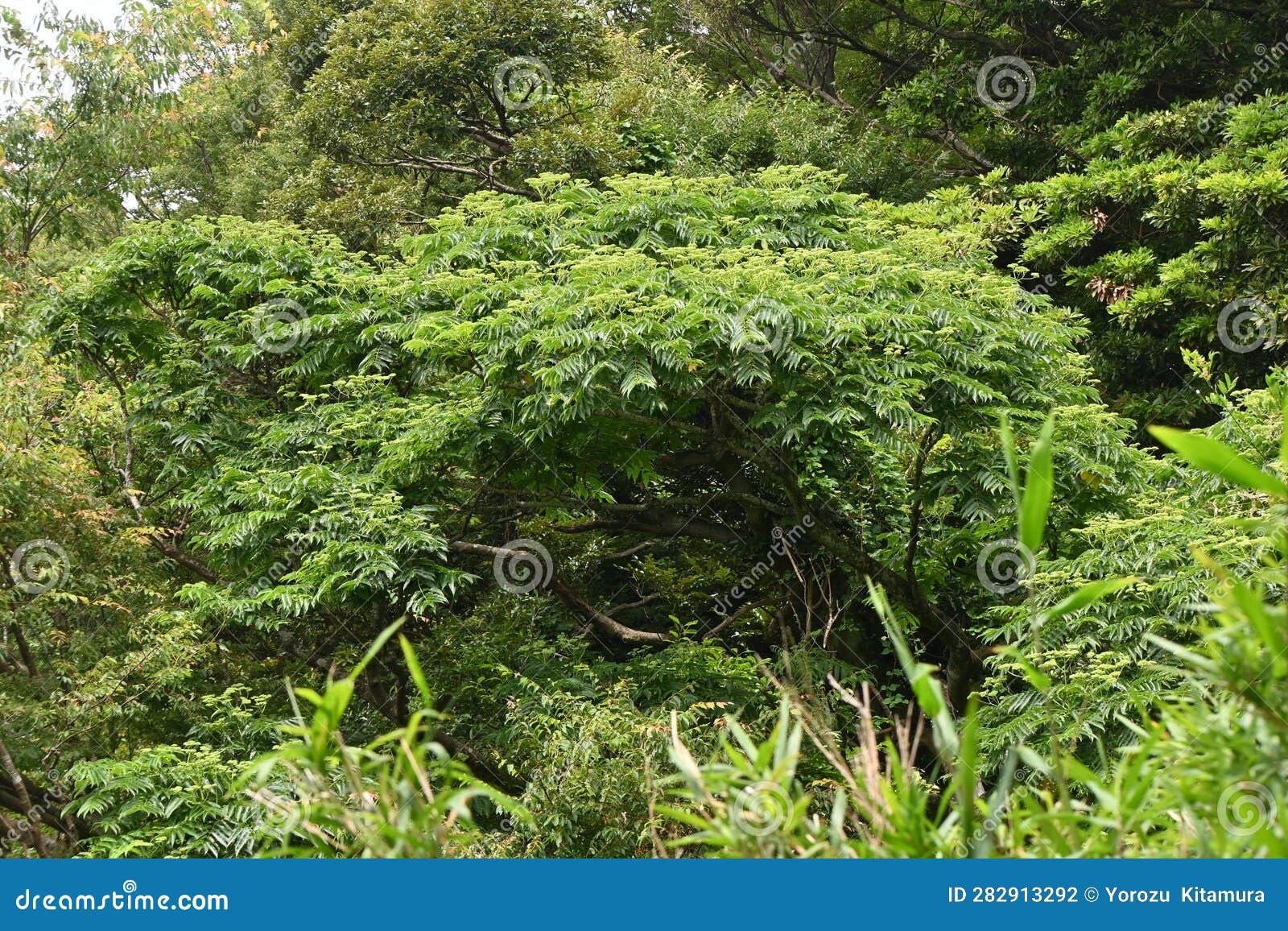 Japanese Prickly Ash ( Zanthoxylum Ailanthoides ) Tree. Rutaceae ...