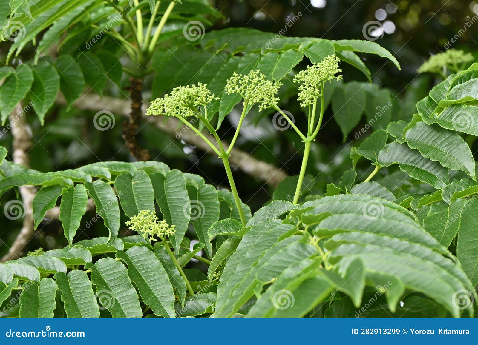 Japanese Prickly Ash ( Zanthoxylum Ailanthoides ) Tree. Rutaceae ...