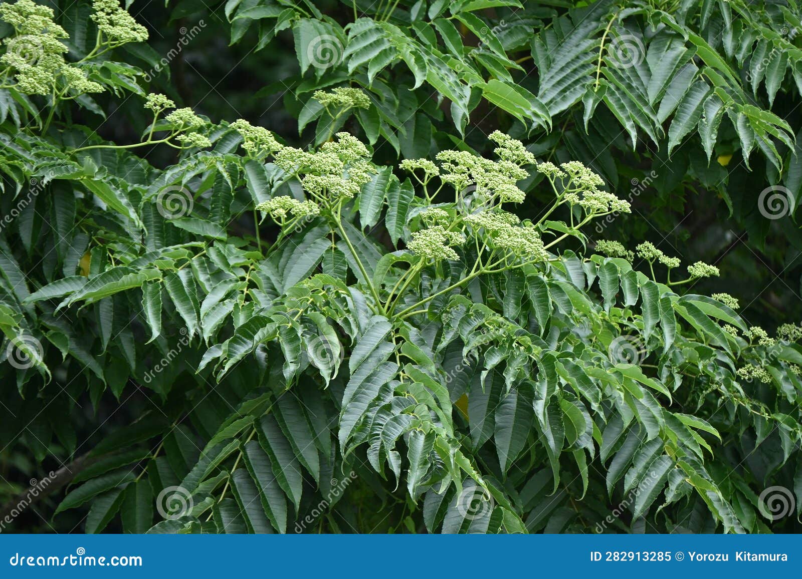Japanese Prickly Ash ( Zanthoxylum Ailanthoides ) Tree. Rutaceae ...