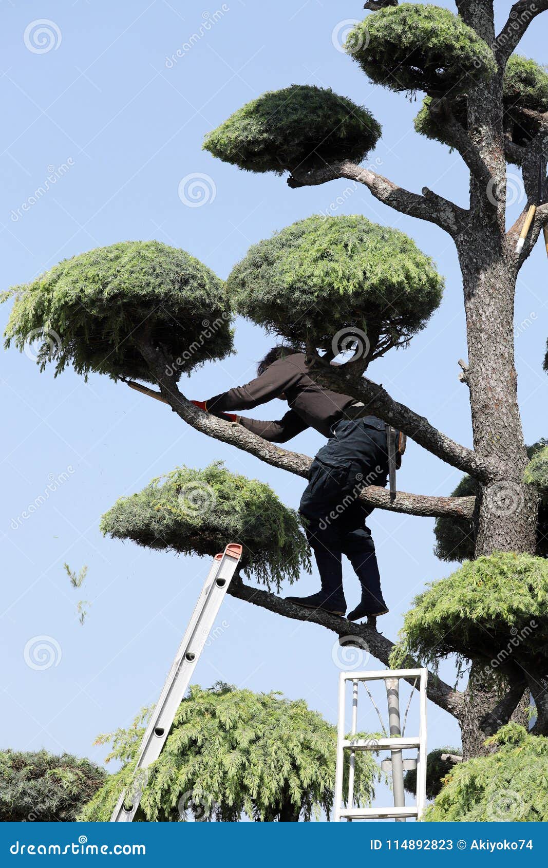 Japanese Professional Gardener Pruning a Cedar Editorial Stock Photo ...