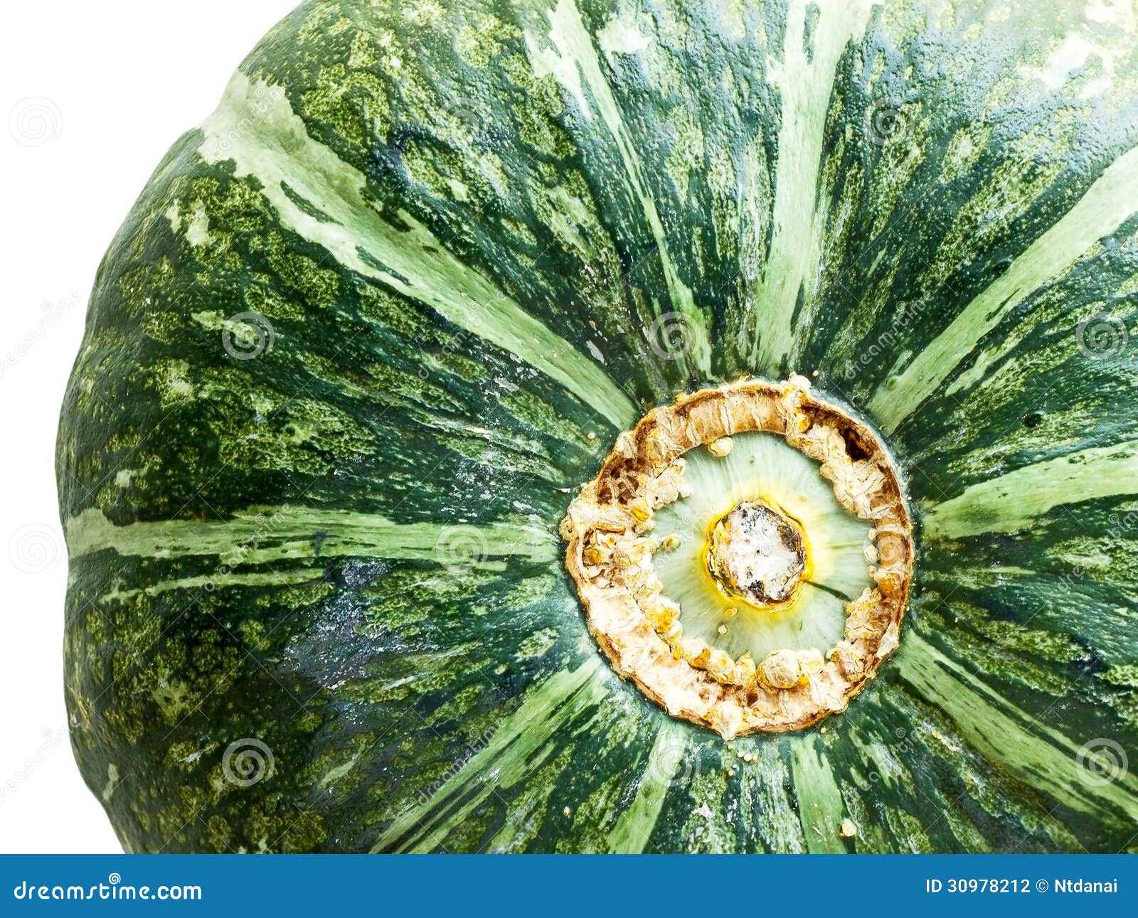 Japanese Pumpkin stock photo. Image of pattern, back - 30978212