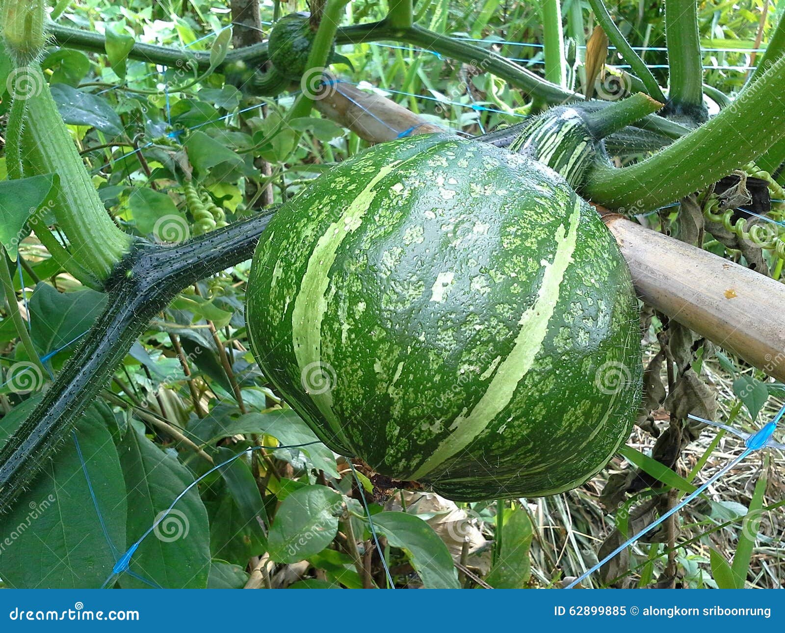 Japanese Pumpkin stock image. Image of japanese, japanesepumpkin - 62899885