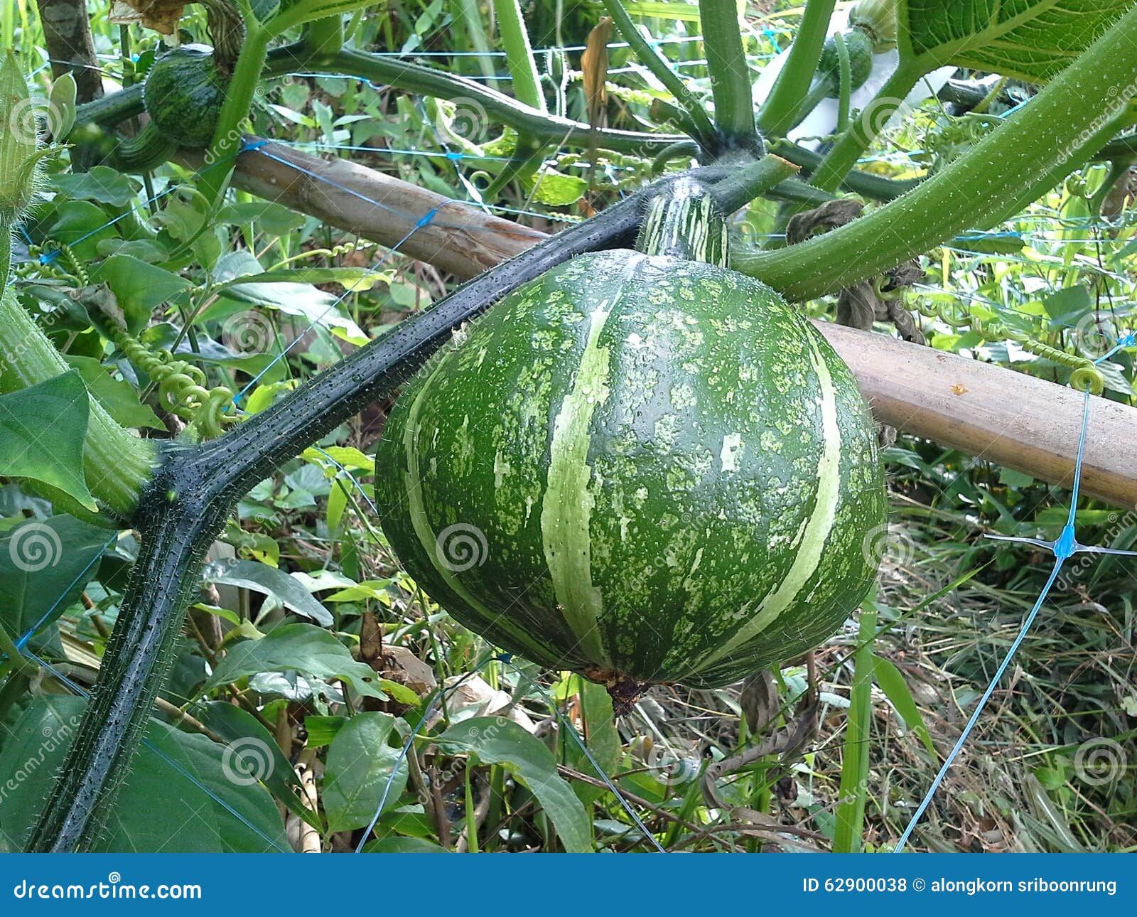 Japanese Pumpkin stock photo. Image of gourd, pumpkin - 62900038