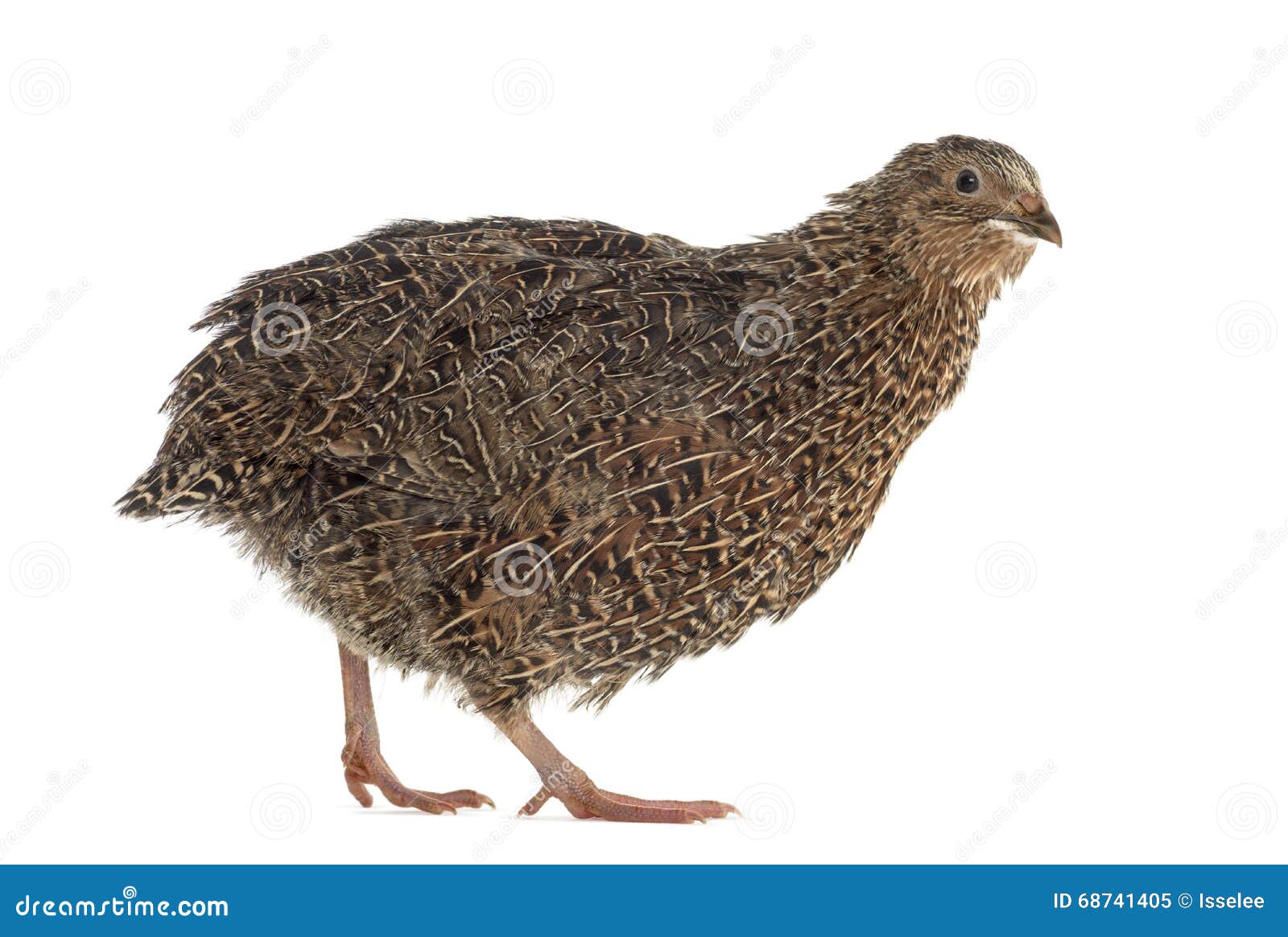 Two Japanese Quail, Also Known As Coturnix Quail, Coturnix Japonica, 3 ...