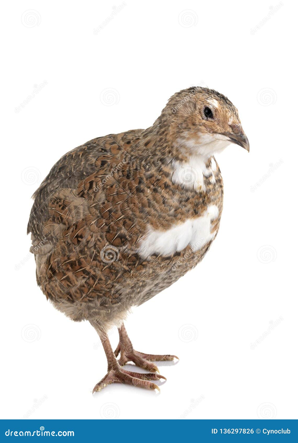 Japanese quail in studio stock photo. Image of farm - 136297826
