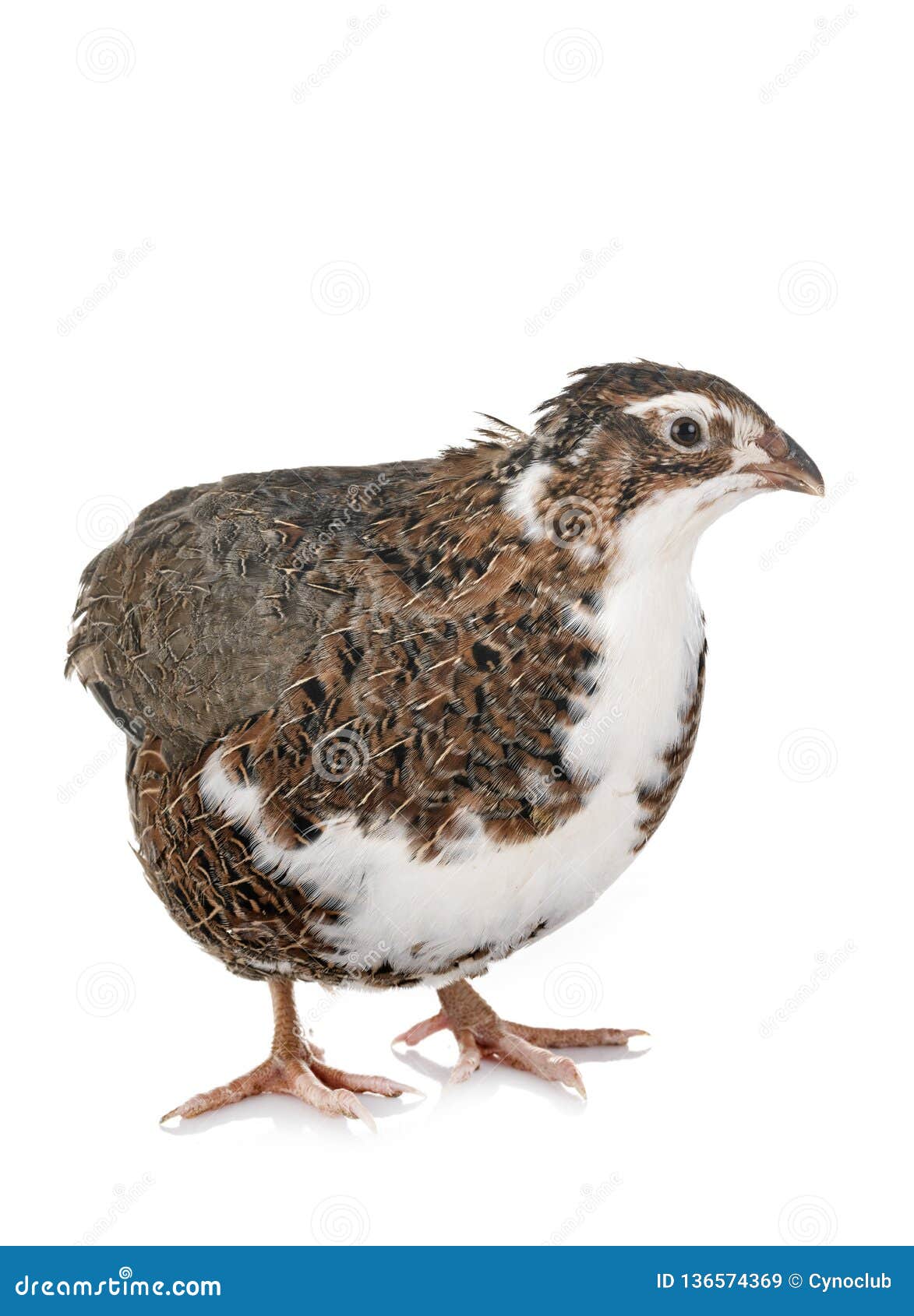 Japanese quail in studio stock image. Image of coturnix - 136574369