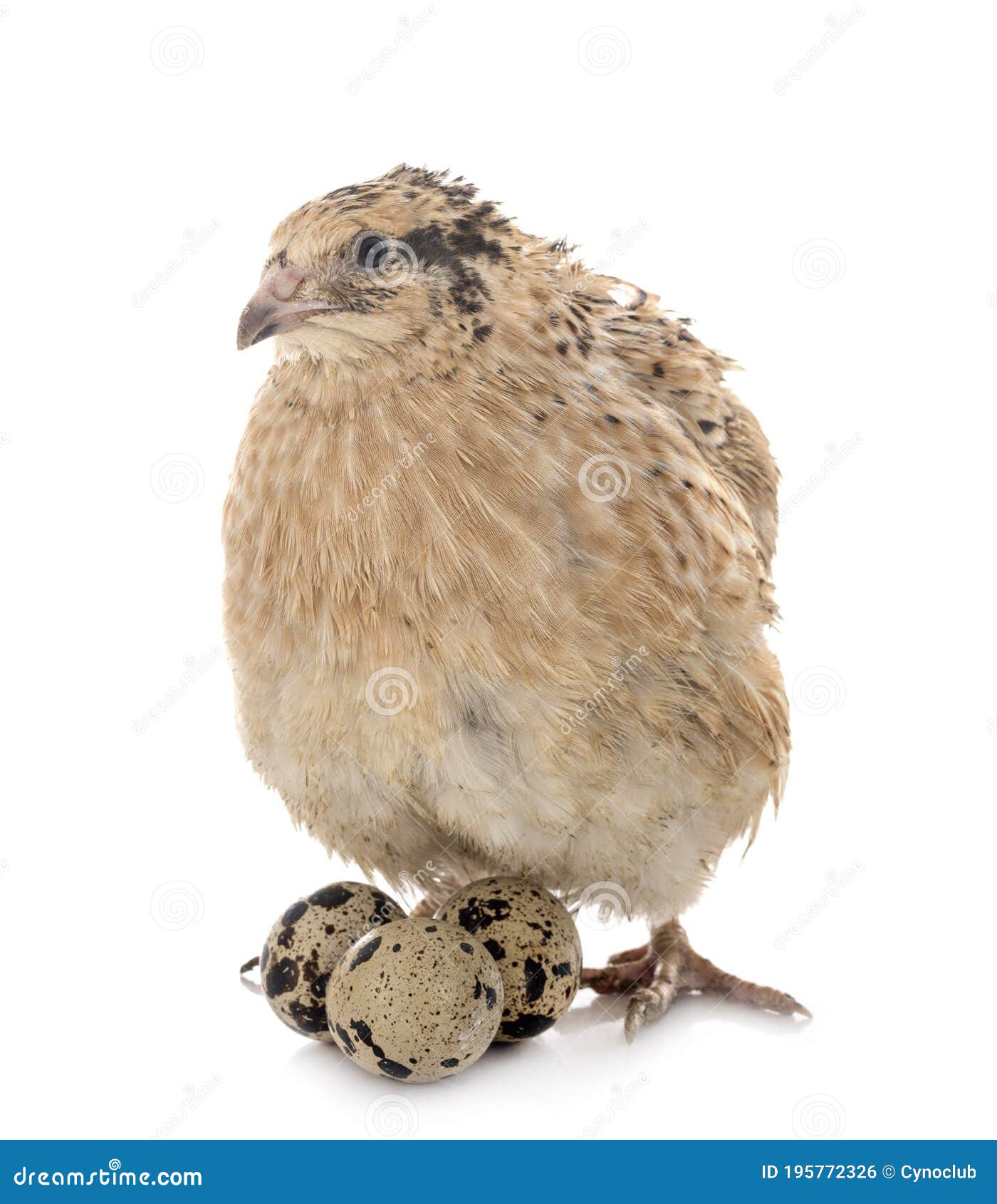 Two Japanese Quail, Also Known As Coturnix Quail, Coturnix Japonica, 3 ...