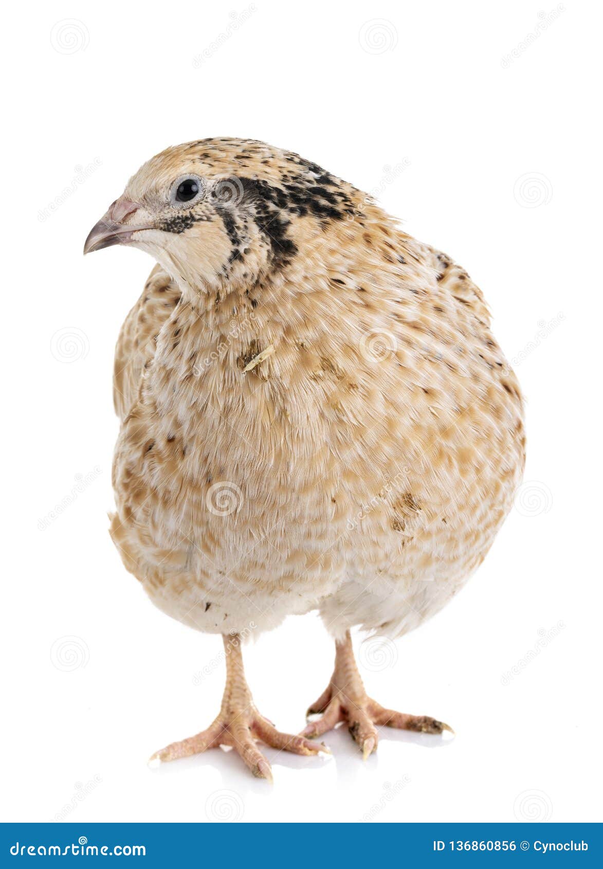 Japanese quail in studio stock photo. Image of quail - 136860856