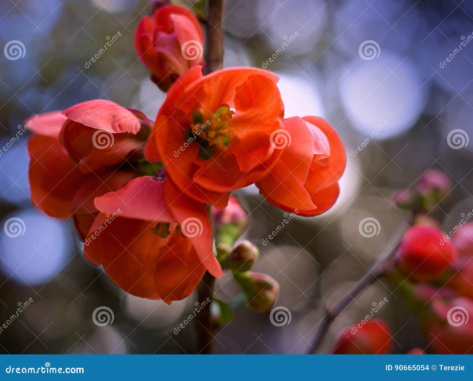 Japanese quince stock photo. Image of japanese, flora - 90665054