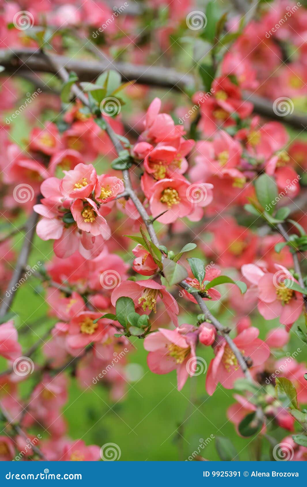 Japanese Quince, Japonica Stock Image | CartoonDealer.com #104481187