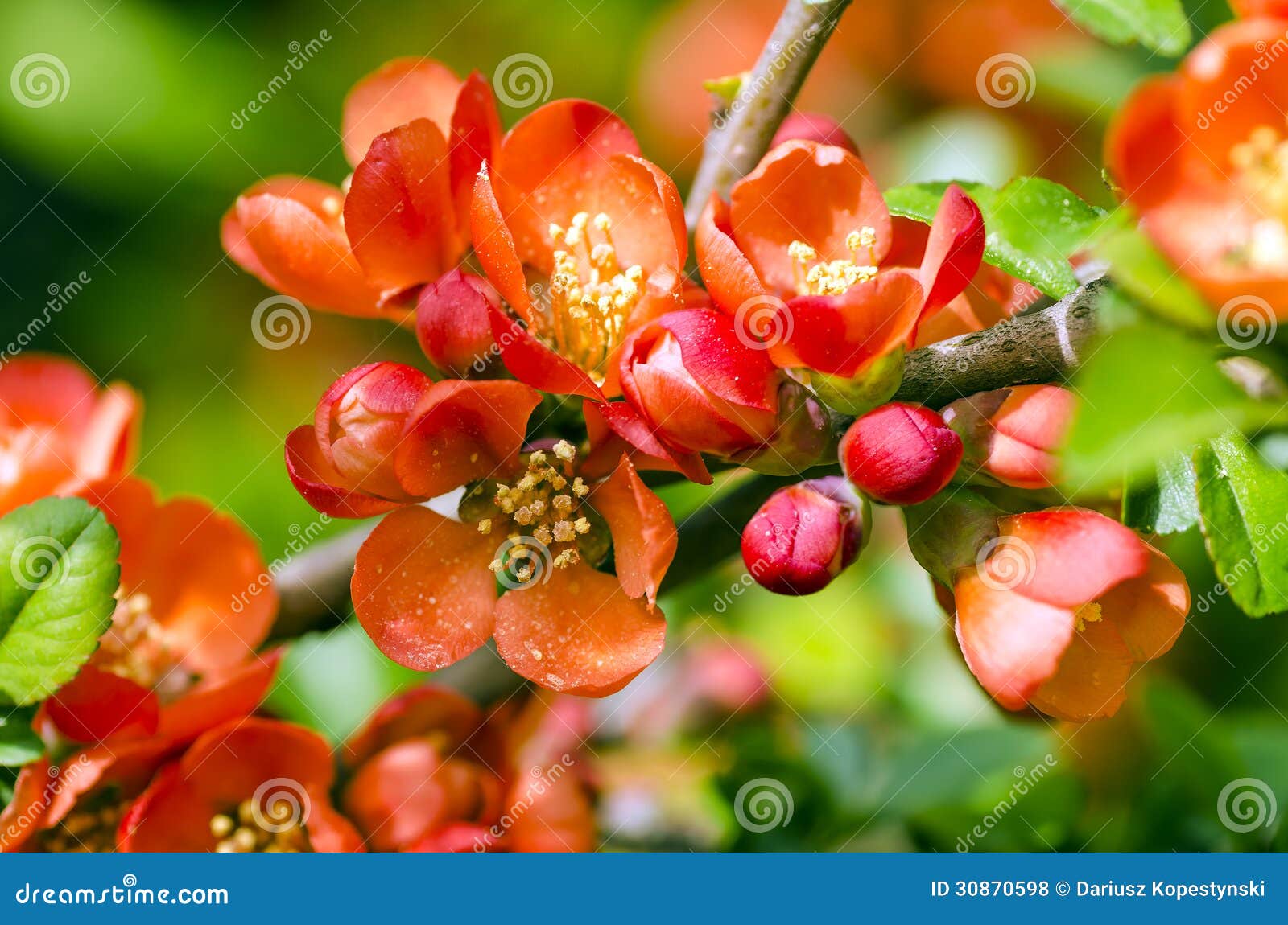 Japanese Quince tree stock photo. Image of detail, blooming - 30870598