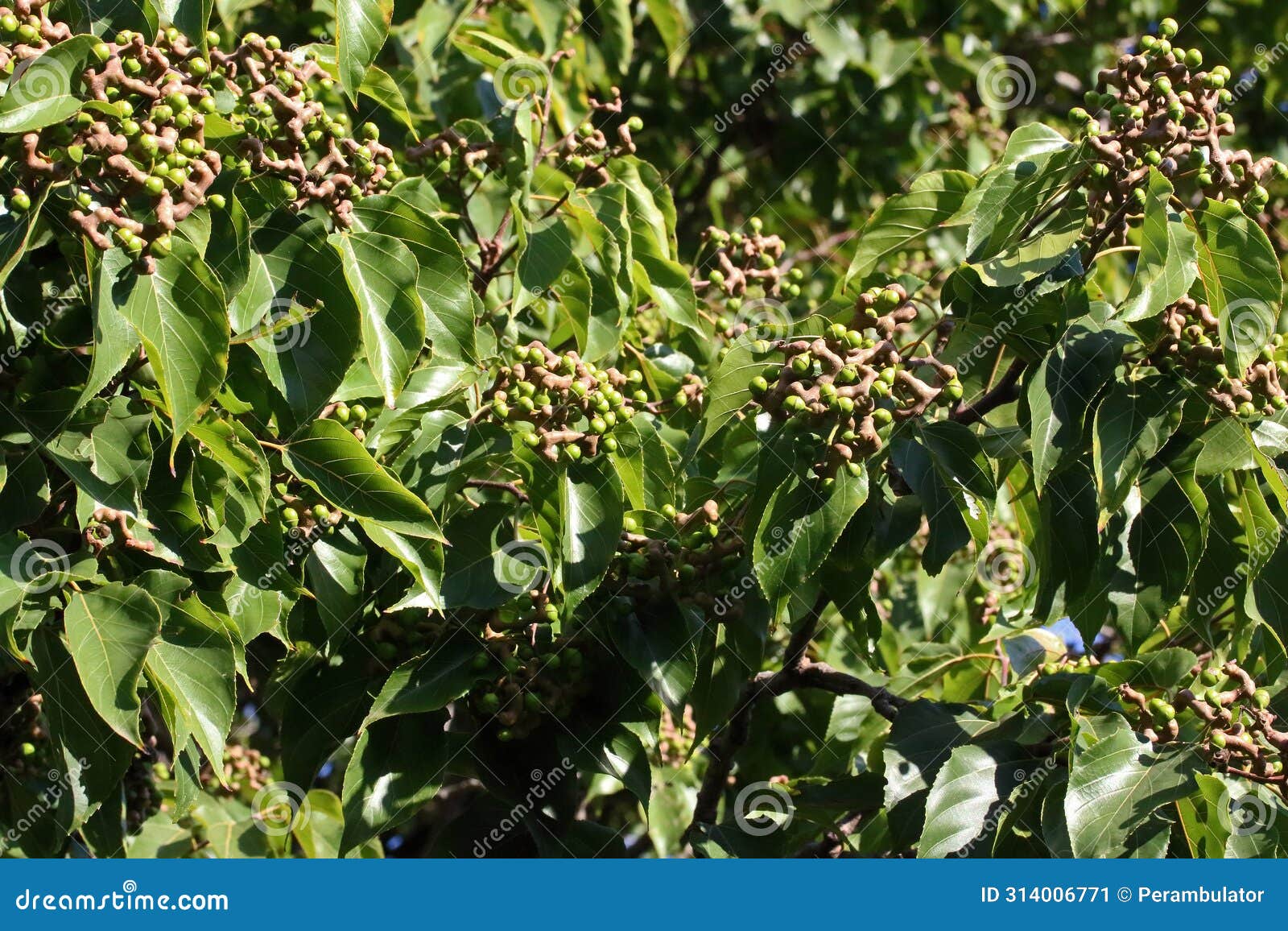JAPANESE RAISIN FRUIT on a TREE DEVELOPING in SUMMER Stock Image ...