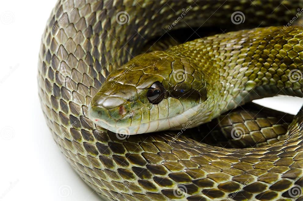 Japanese rat snake stock image. Image of scale, wildlife - 27371563