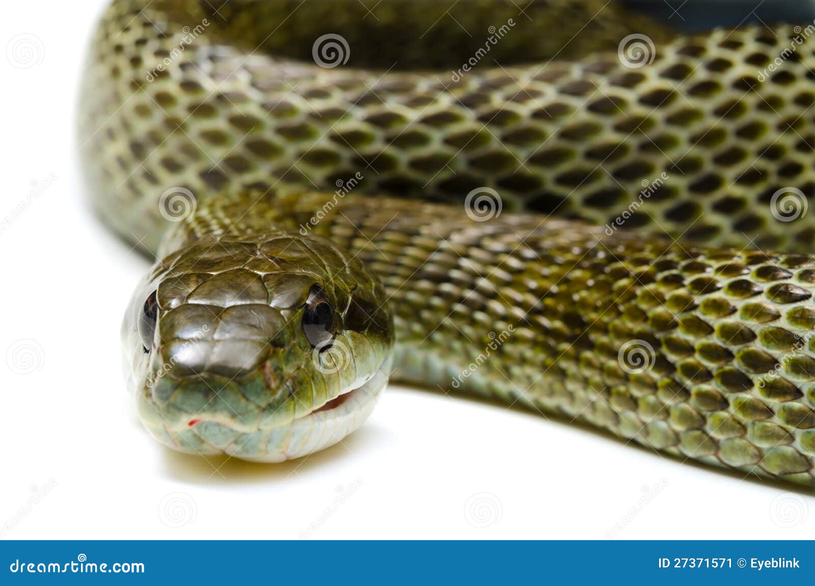 Japanese rat snake stock image. Image of adder, wildlife - 27371571