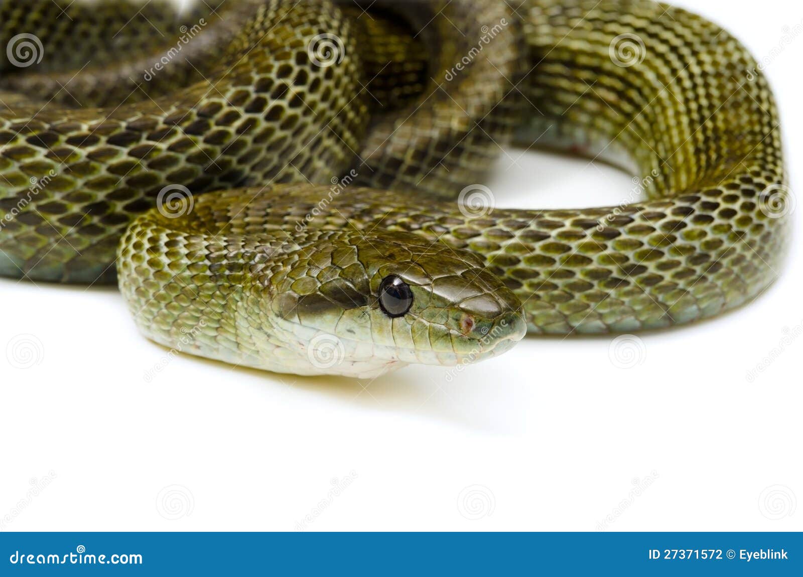 Japanese rat snake stock photo. Image of reptilian, animal - 27371572