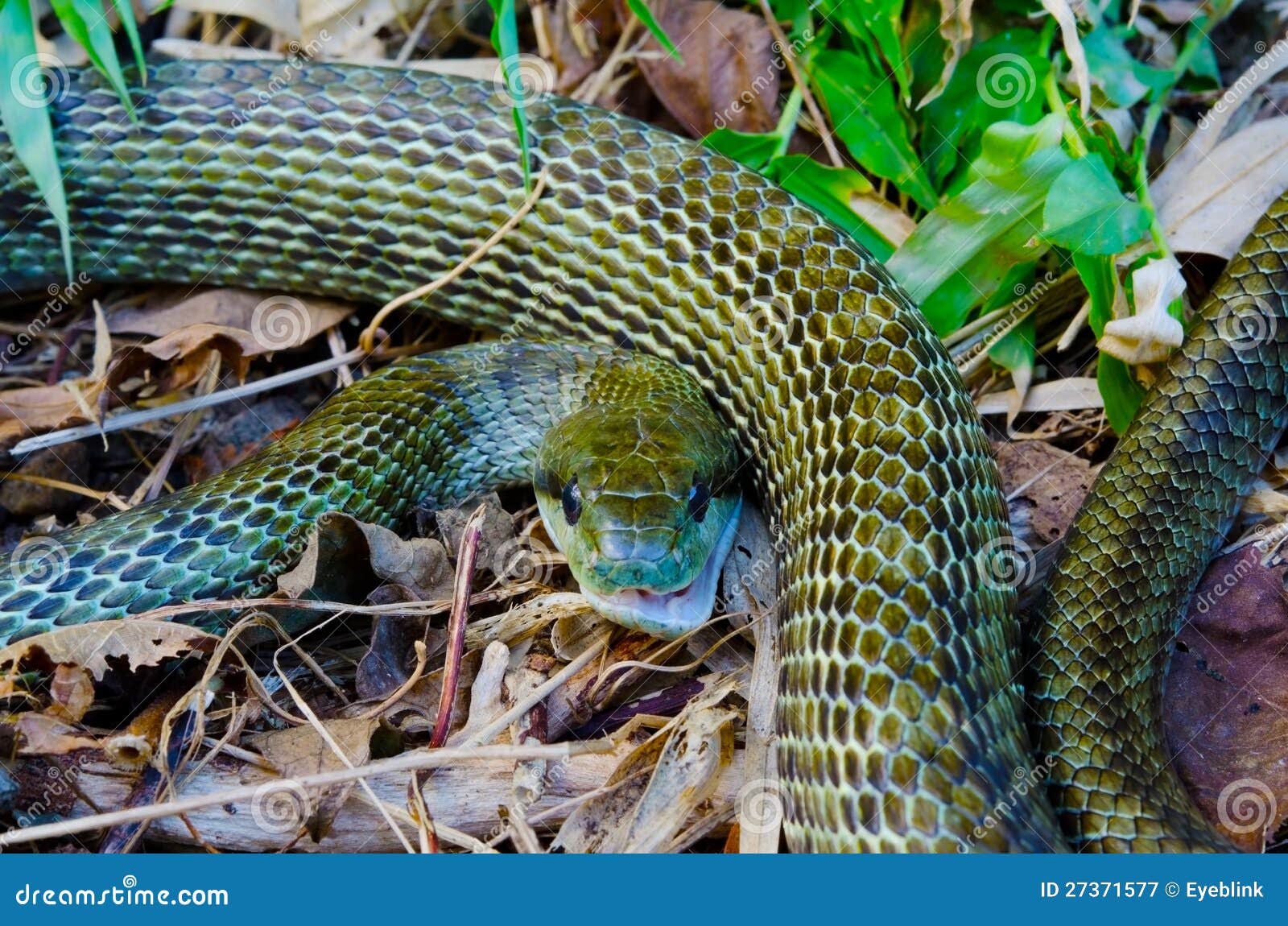 Japanese rat snake stock image. Image of ferity, life - 27371577