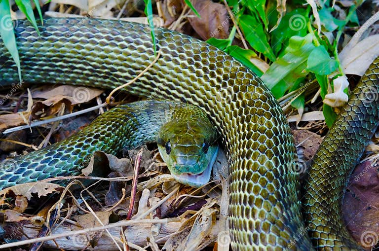 Japanese rat snake stock image. Image of ferity, life - 27371577