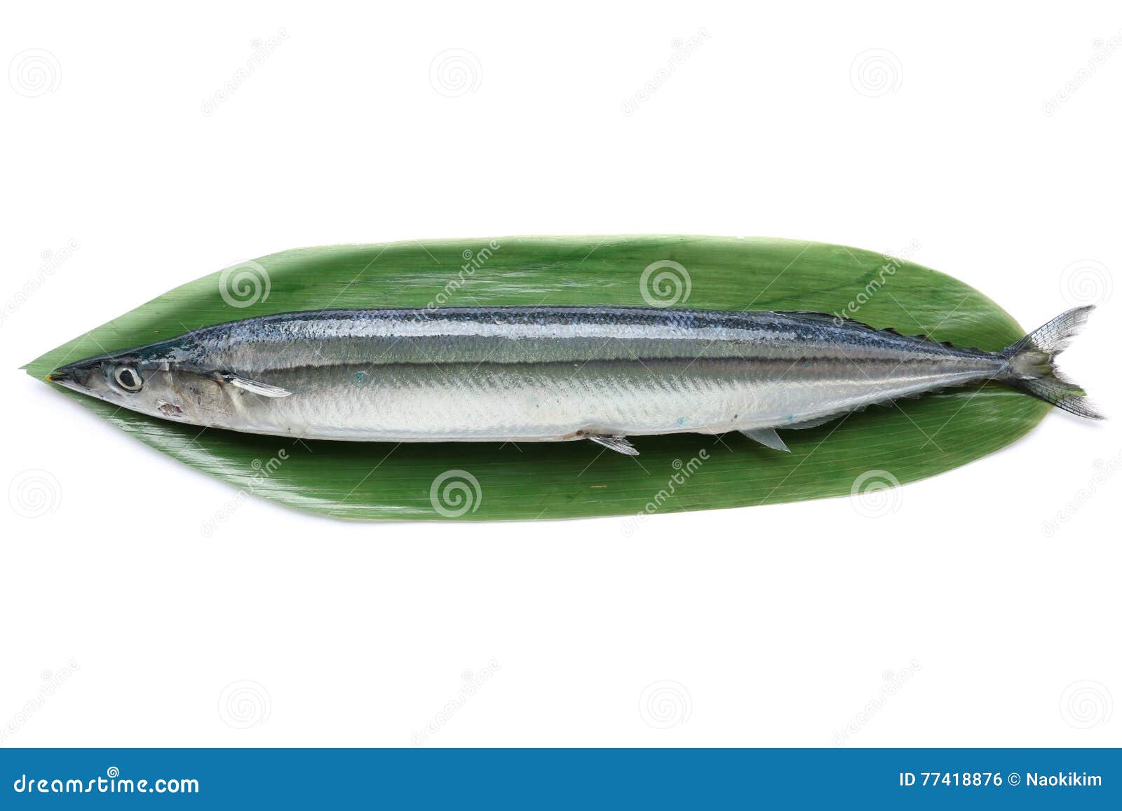 Japanese Raw Saury Fish Isolated Stock Photo - Image of asia, isolated ...