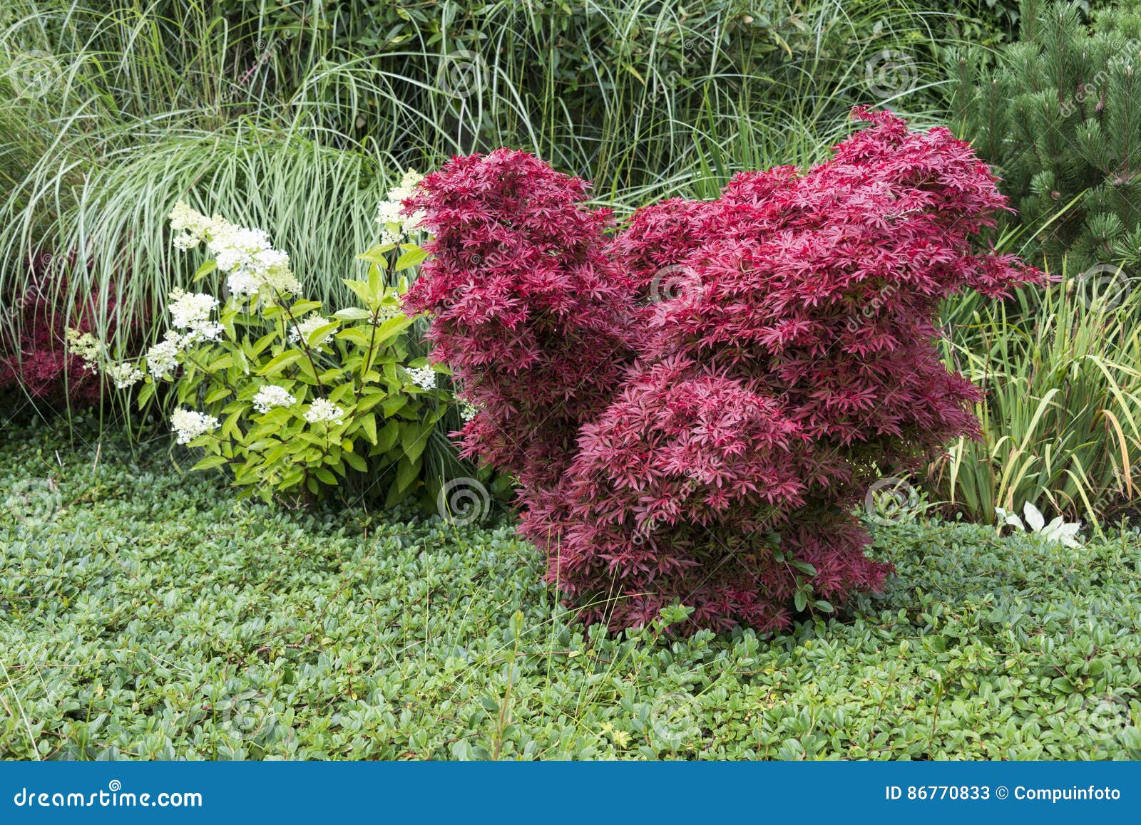 Japanese red acer stock image. Image of japan, fall, acer - 86770833