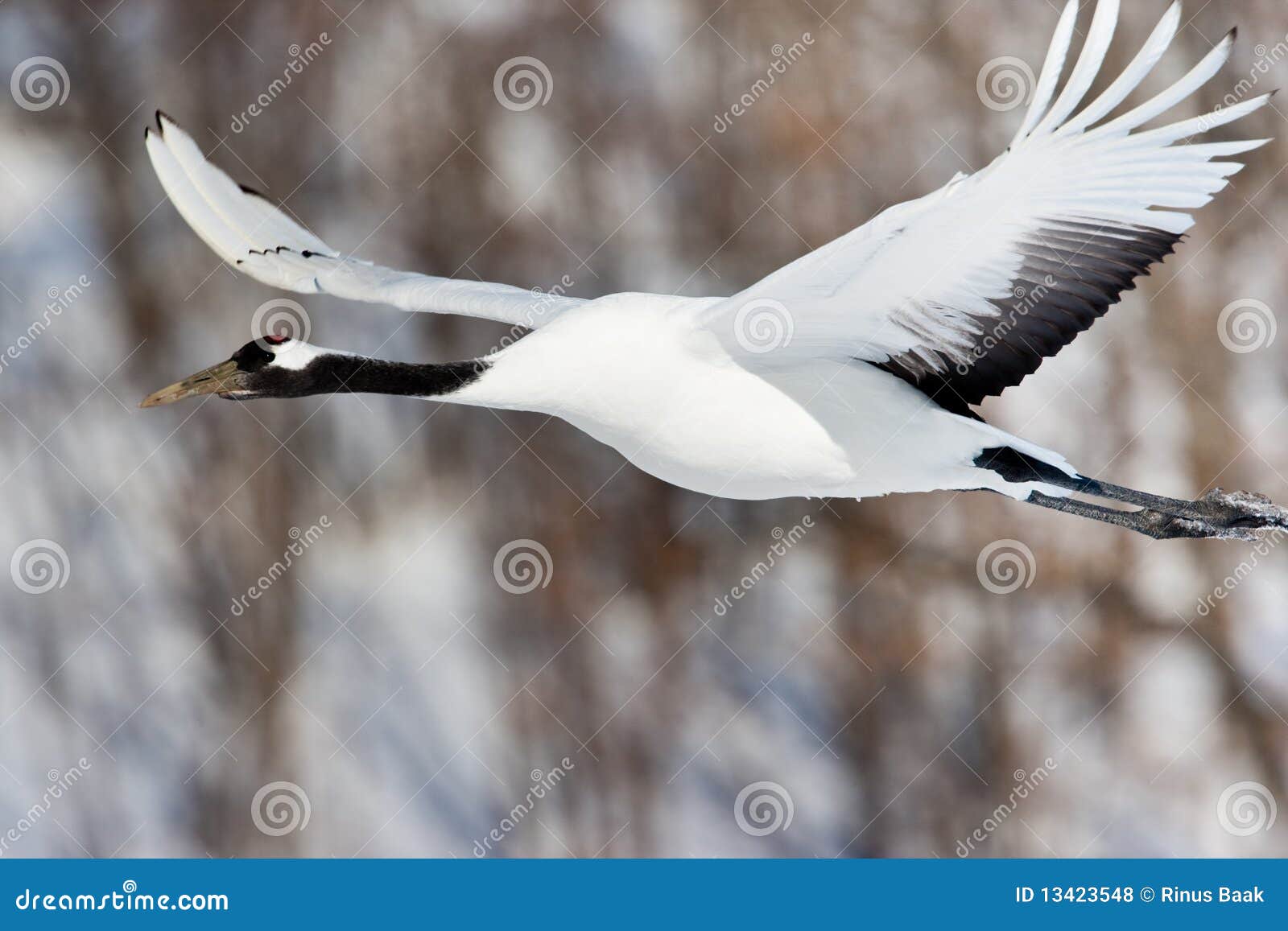 Japanese Red-Crowned Crane Royalty-Free Stock Photography ...