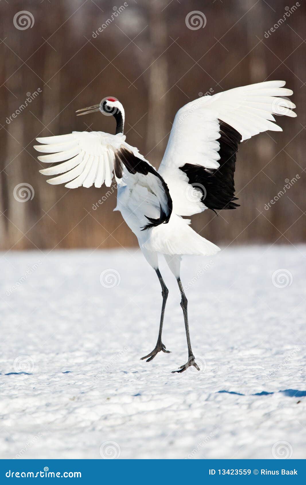 Japanese Crowned Crane Stock Image | CartoonDealer.com #81279001